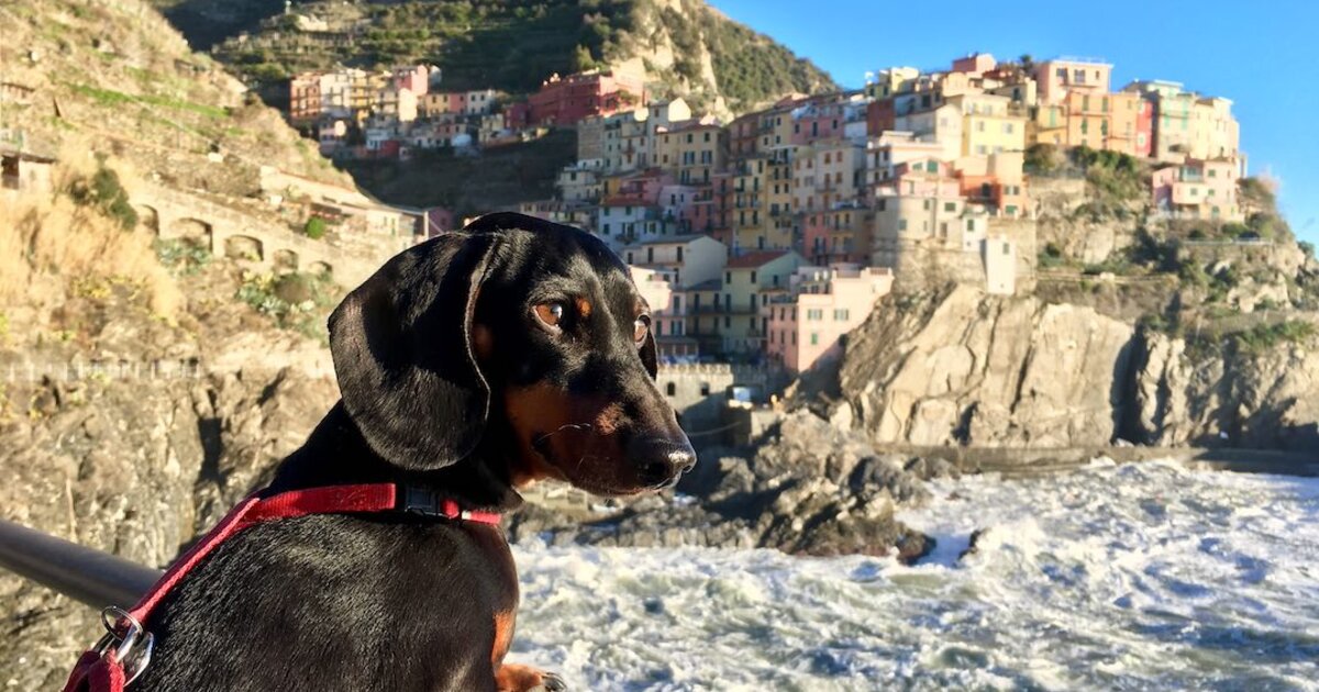 Pet Airport Transportation & Air Shipping | Paws en Route